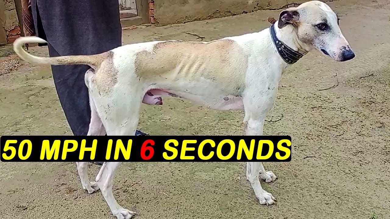 Fastest Dog Of The Village 50 MPH in 6 Sec - YouTube