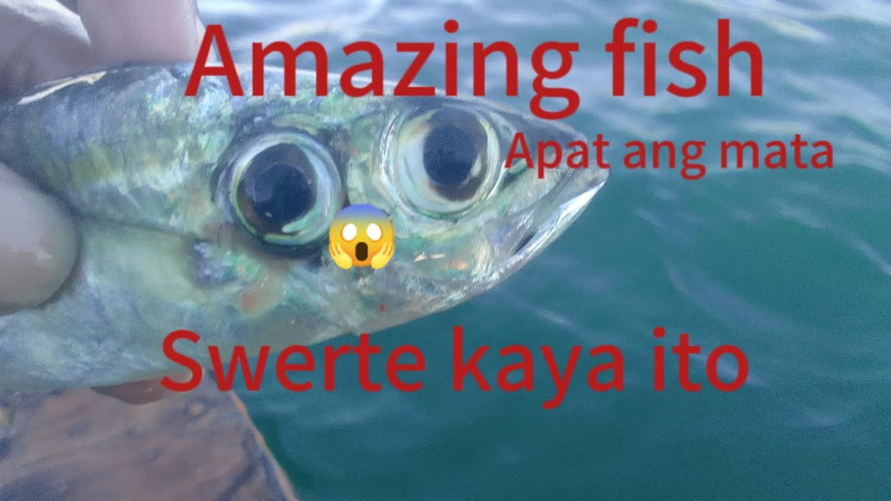 jackpot kami sa Isang himala/ na apat na matang isda na matambaka 😲😲 ...