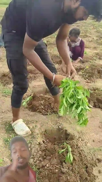 #comedy #kishan #123kishan #kisan #funny #farming #farmer #agriculture #voiceeffects #duet - YouTube