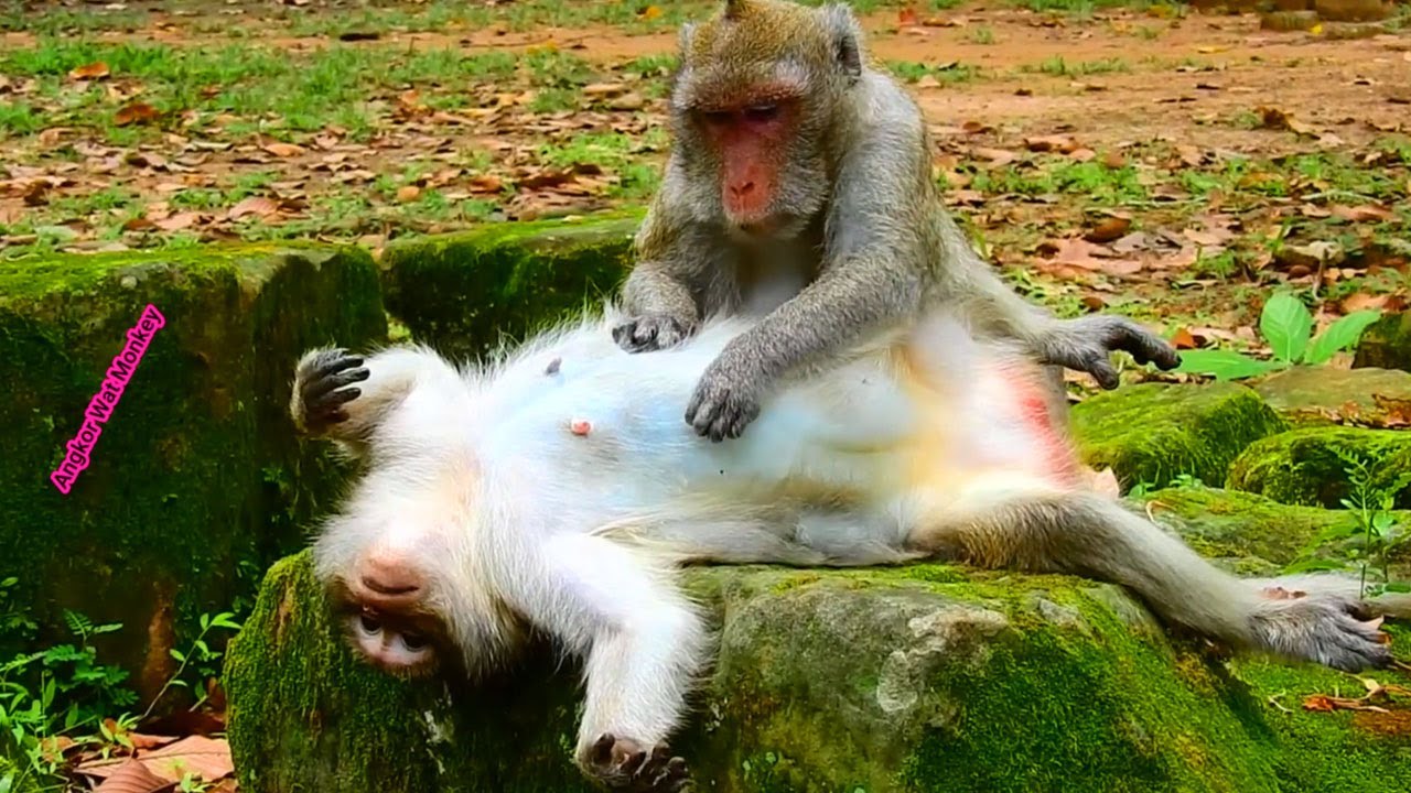 Wow !! Jane grooming pregnancy monkey on the stone - YouTube