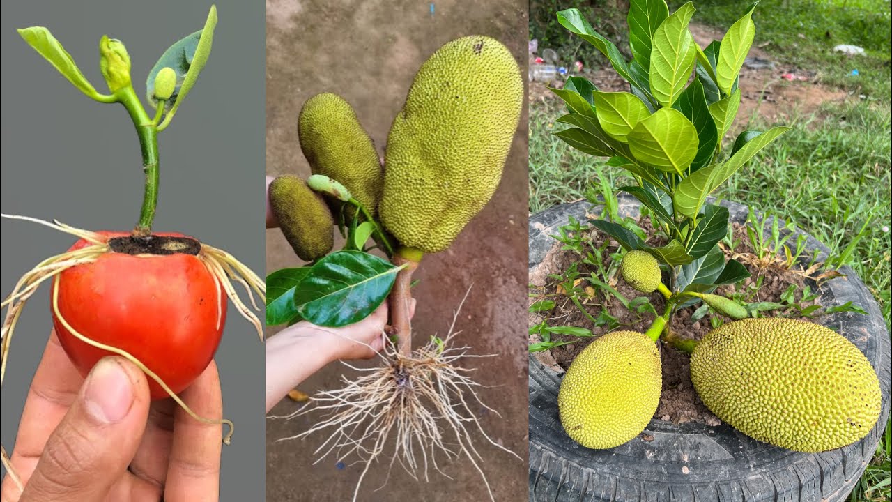 Reproduction jackfruit tree in ripe tomatoes to obtain more fruit in a ...