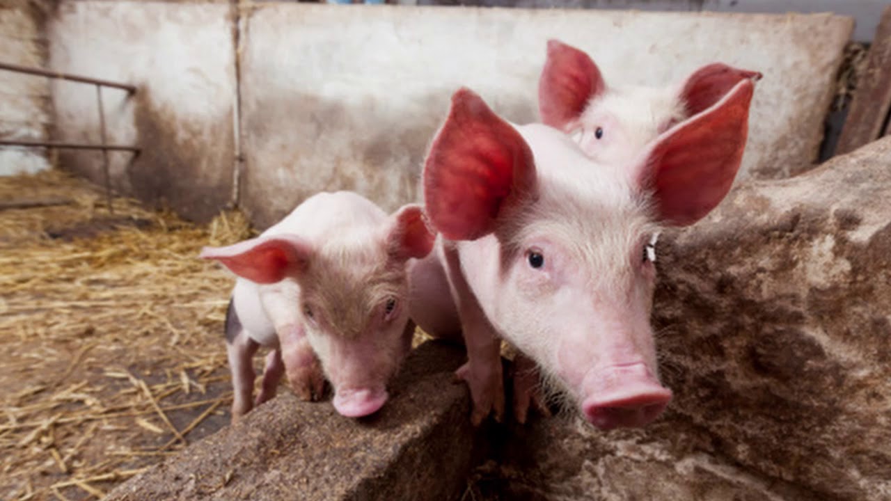 Domuz Çiftliği Domuz Sesi Yüksek Kalite HD ASMR - YouTube