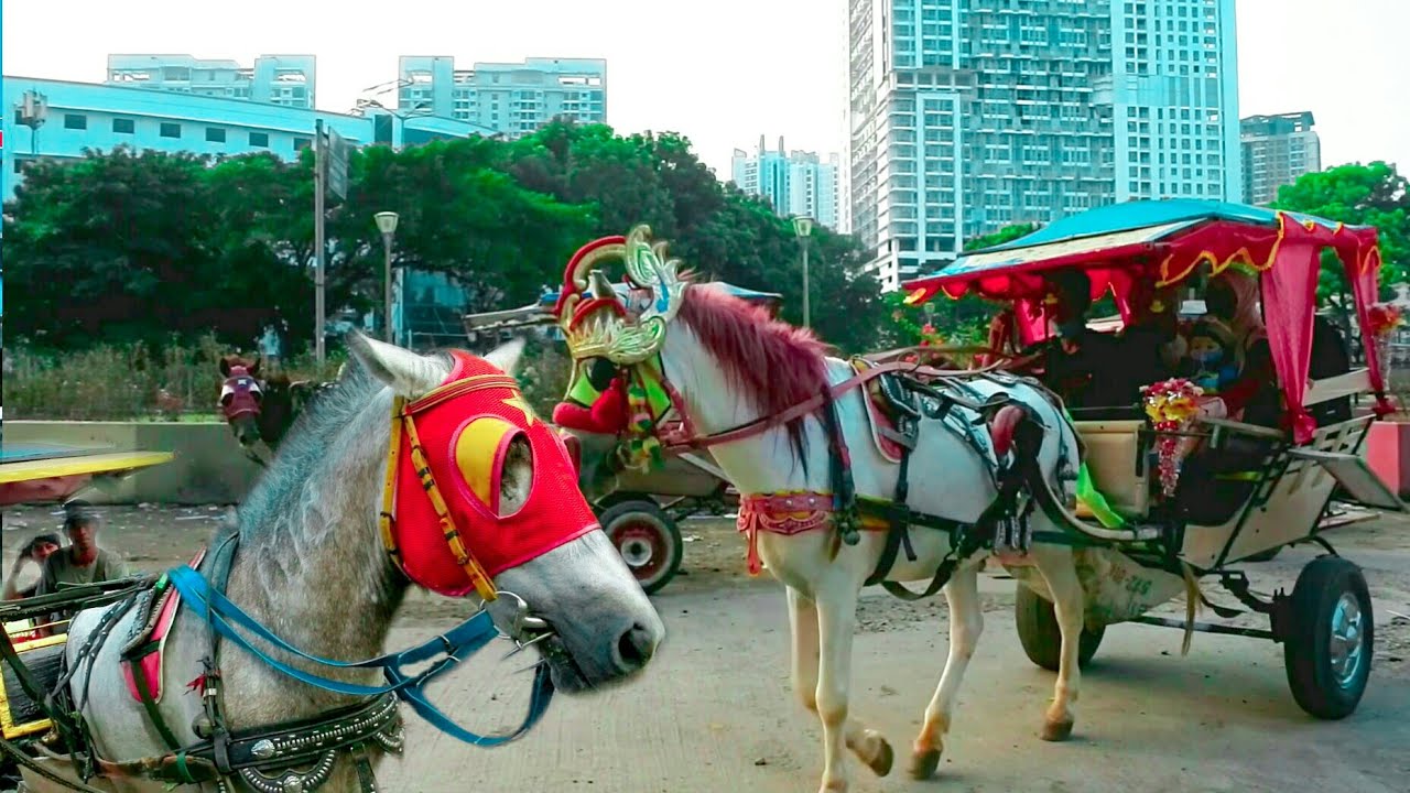 KUDA DELMAN DOKAR HIAS 🌞 Naik Delman Kuda Putih Teristimewa | Kuda ...