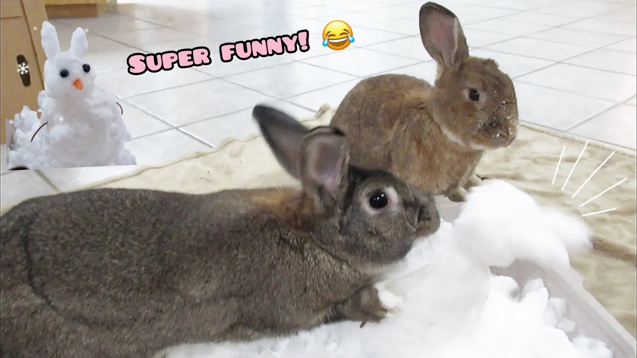 Funny Rabbit First Snow Experience! Who's the Real Snowbunny!? - YouTube