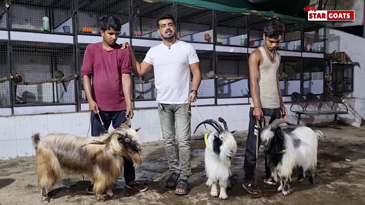 Chand Mubarak Chinese Zing Goat at STAR GOATS FARM Asif STD 88798 09944 ...
