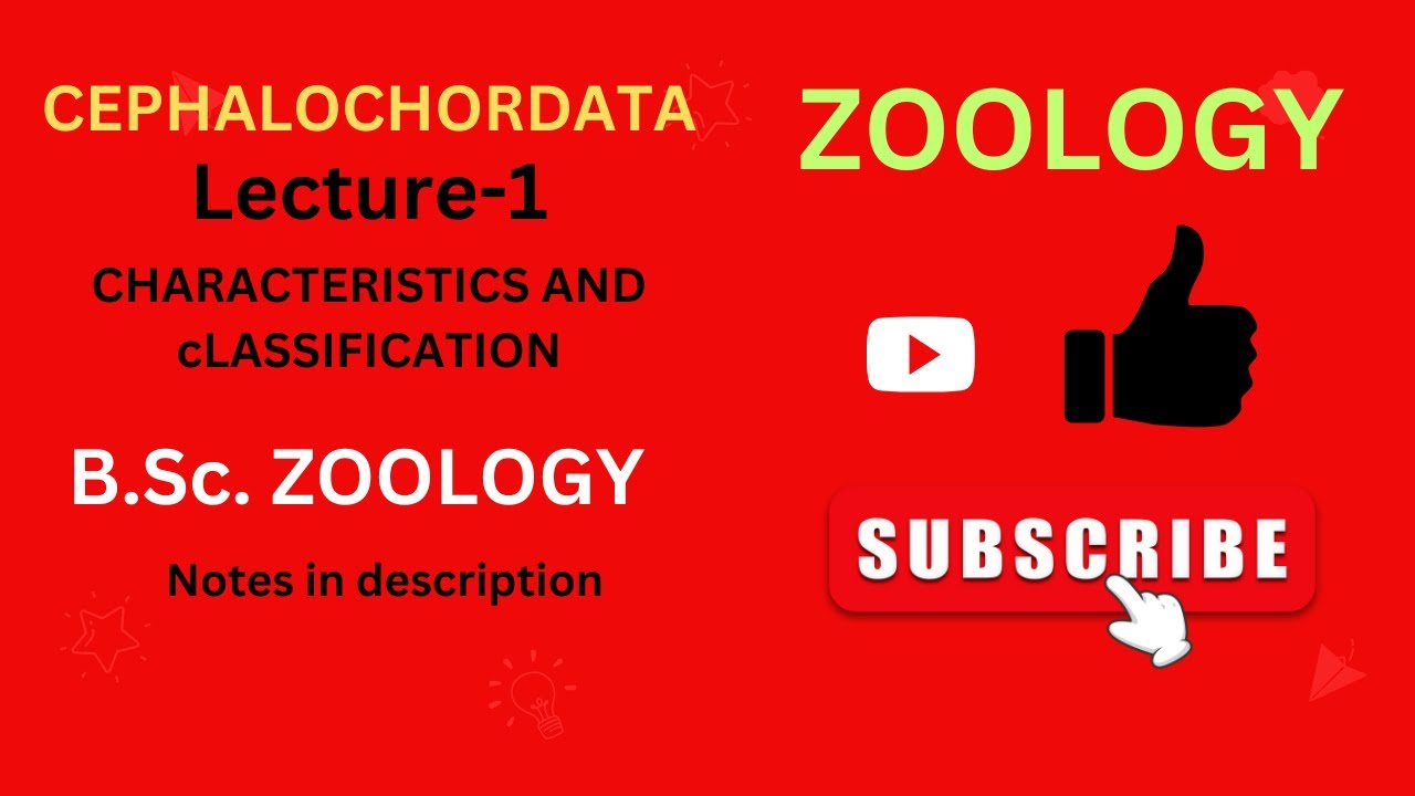 Cephalochordata || B.Sc. Zoology || Characteristics || Classification ...
