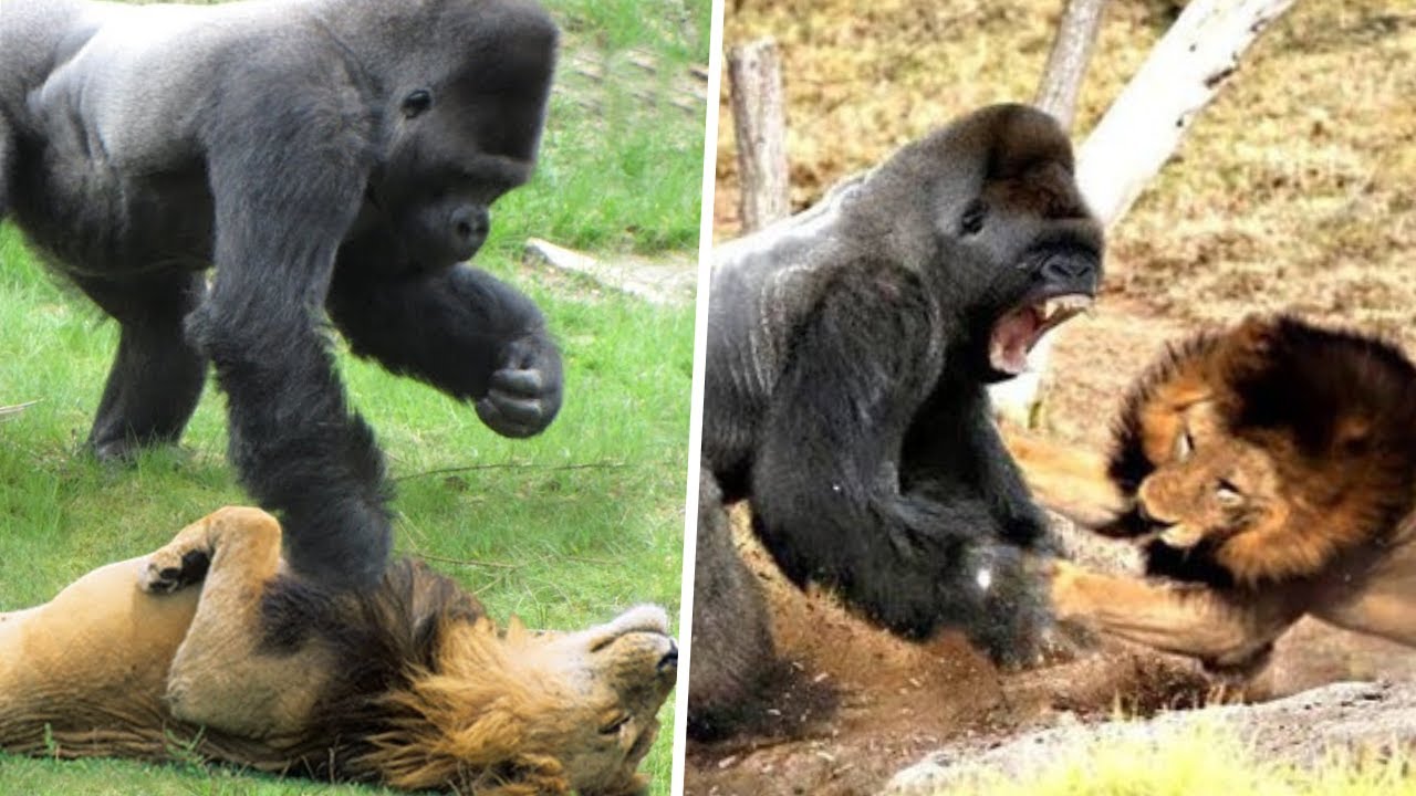 Gorilla vs Lion - Who Would Win 🔥 When Animals Go On A Rampage - YouTube