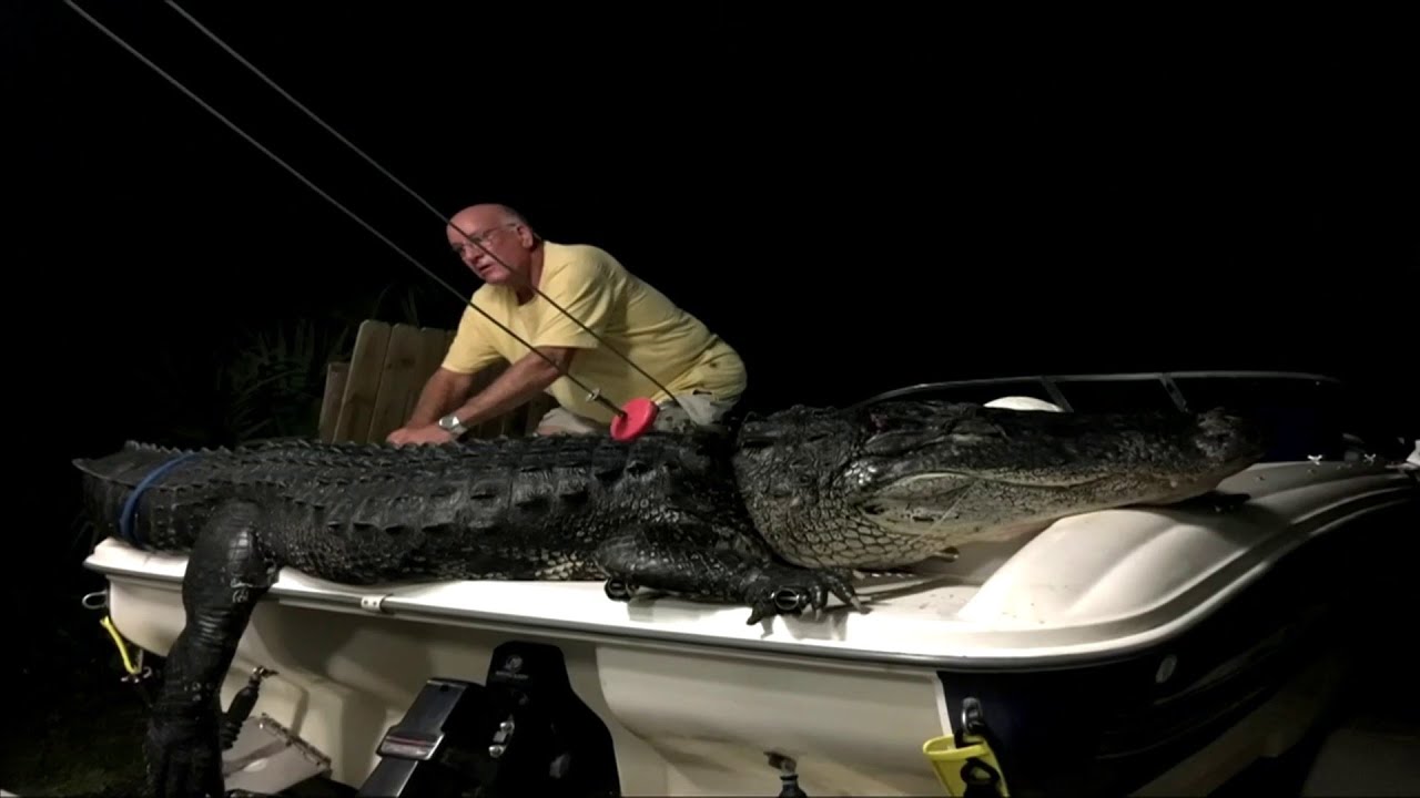 Cooper City man bags massive 12-foot gator - YouTube