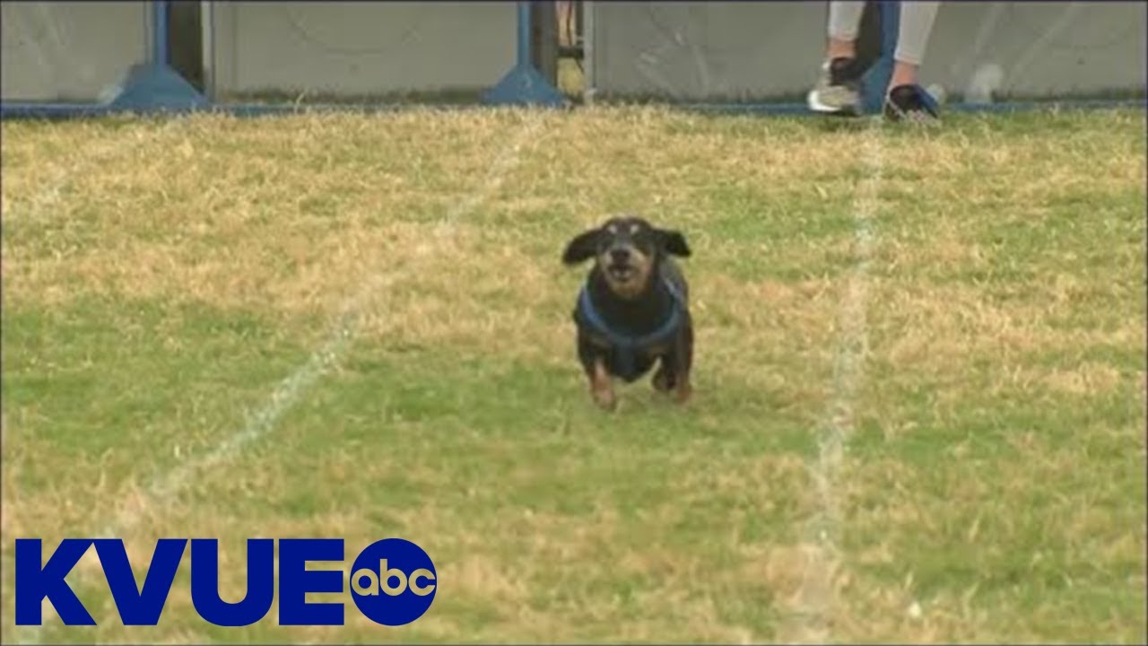 26th annual Wiener Dog Race held in Buda | KVUE - YouTube