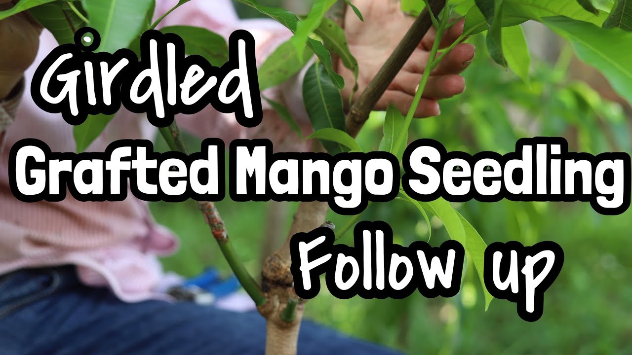 Girdled Grafted Mango Seedling Follow Up - YouTube