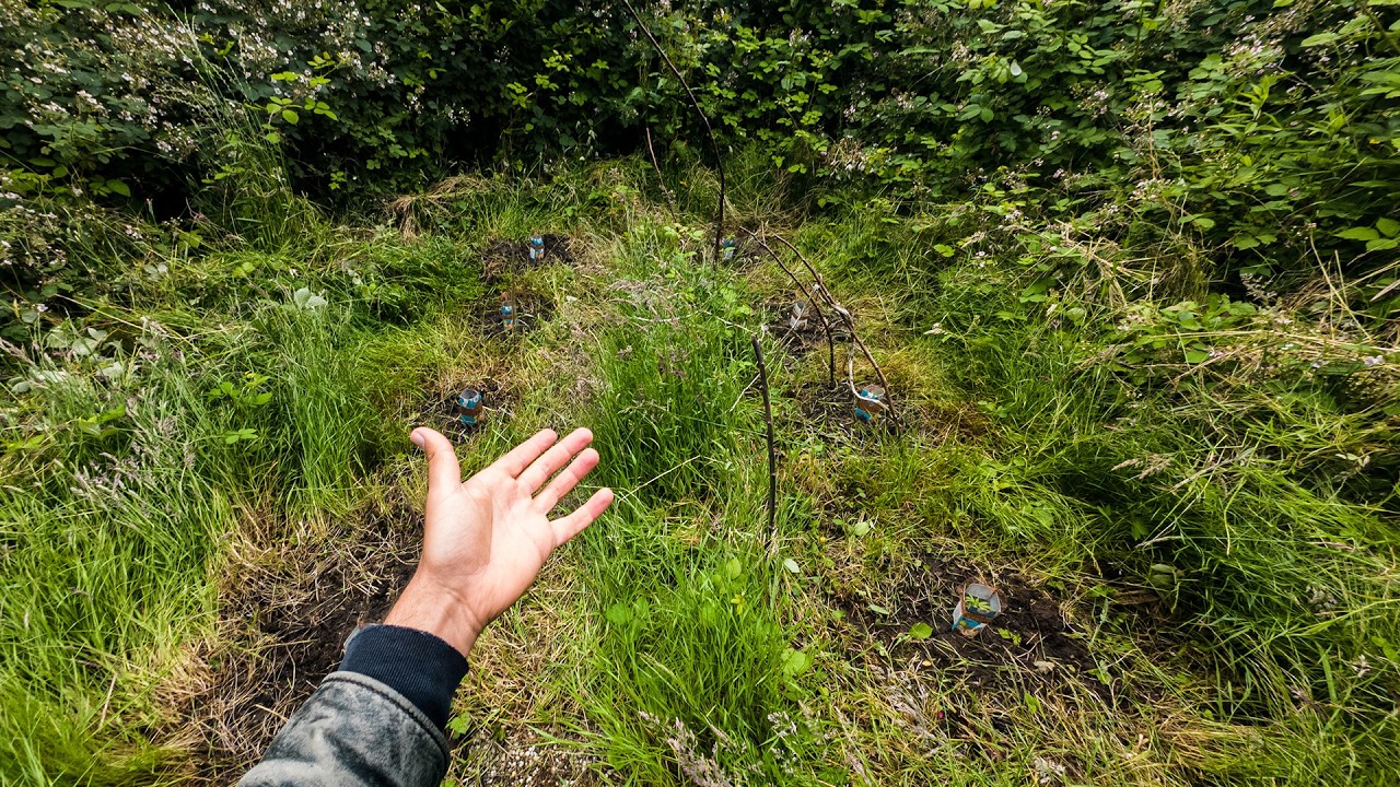 Cannabis Guerilla Grow 2 Weeks after Planting - YouTube