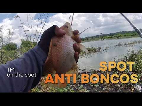MANCING DI SPOT ANTI BONCOS, MANCING LUMUTAN