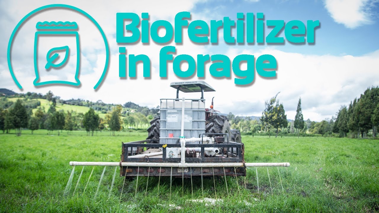 Benefits of biofertilizer in forage | Biodigesters Sistema.bio - YouTube