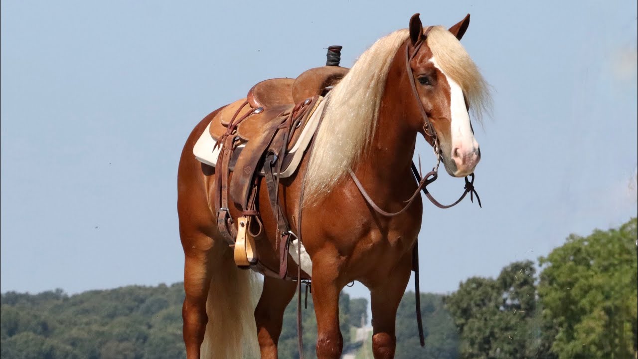 ''Fabio'' 8 Yr Old Gypsy Cross Gelding - YouTube