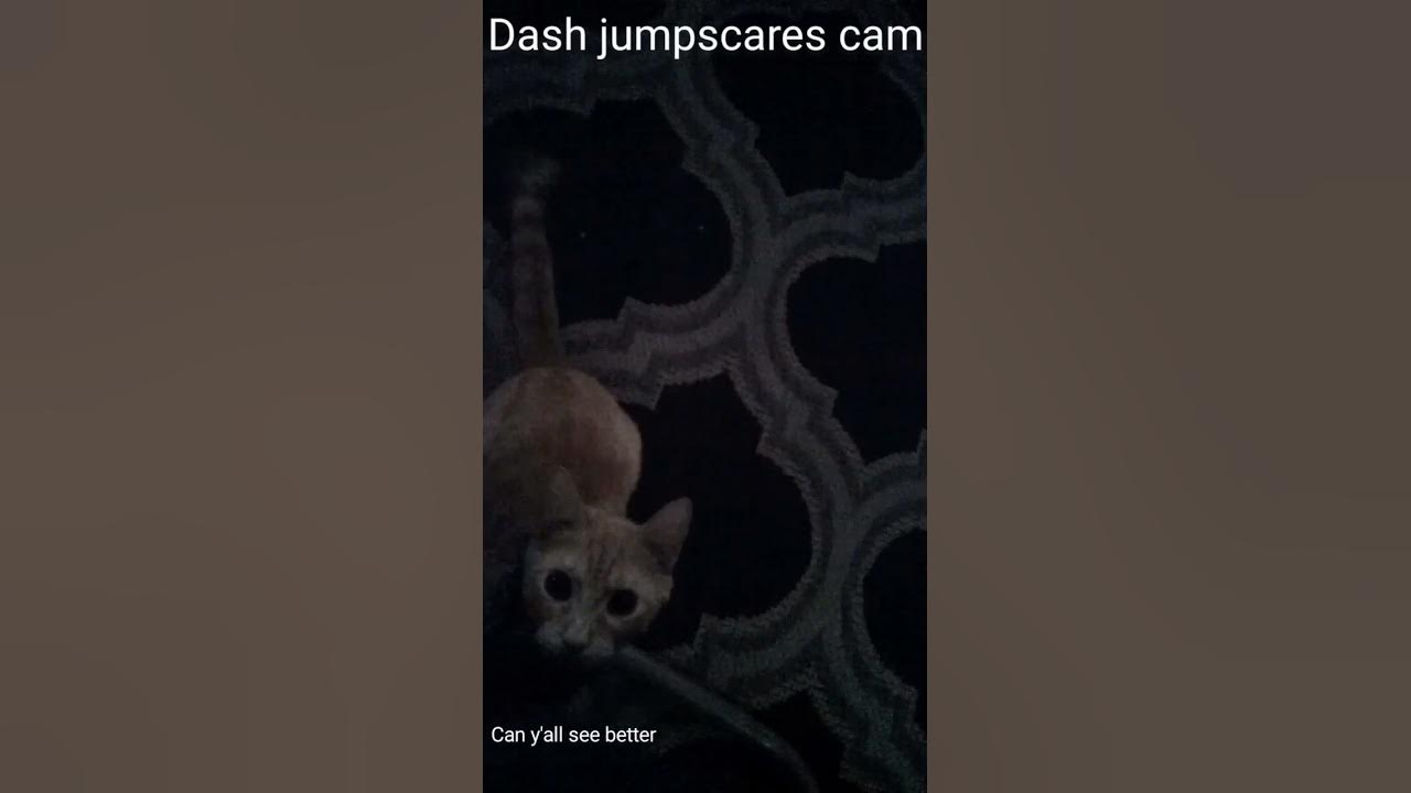 pov: your cat had to much catnip (brightened) able to see. - YouTube