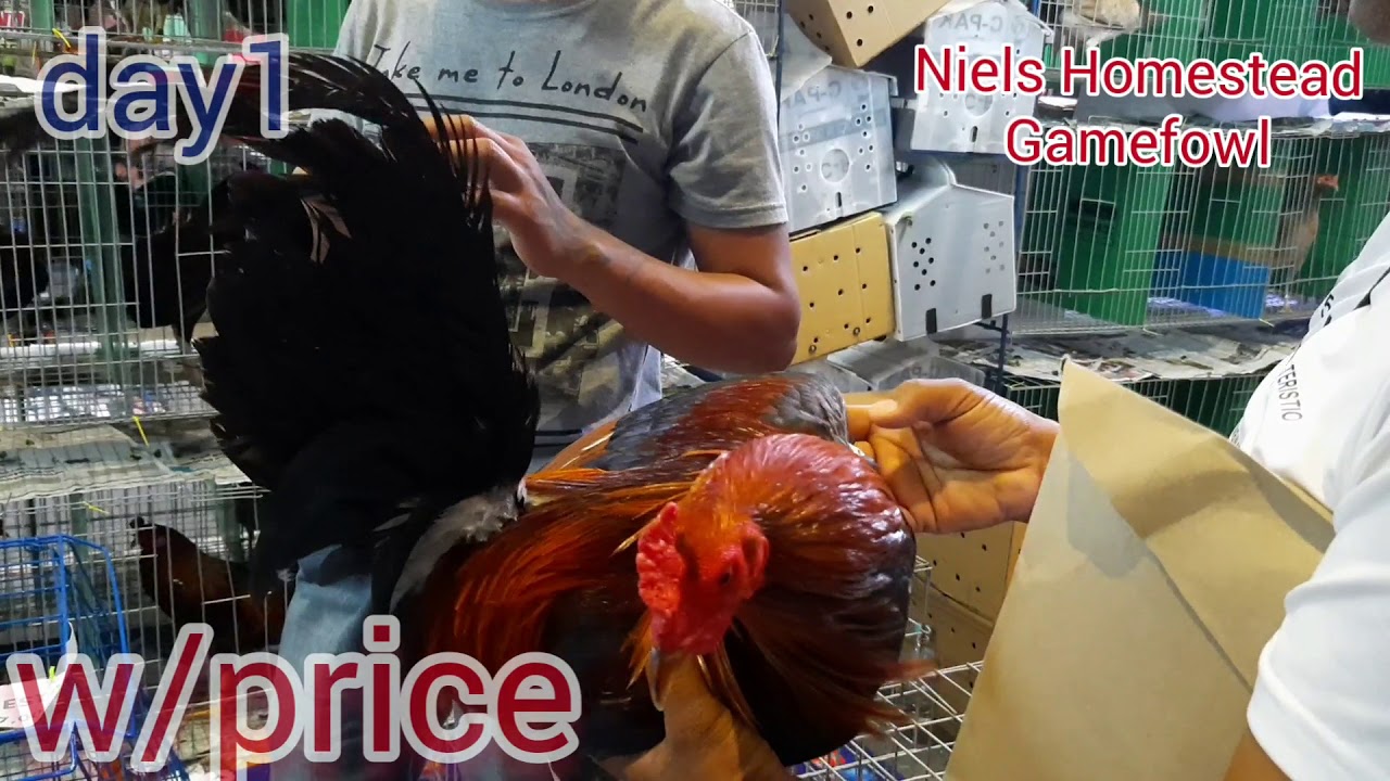 10th World Gamefowl Expo 2020 Day 1 w/ prices - YouTube