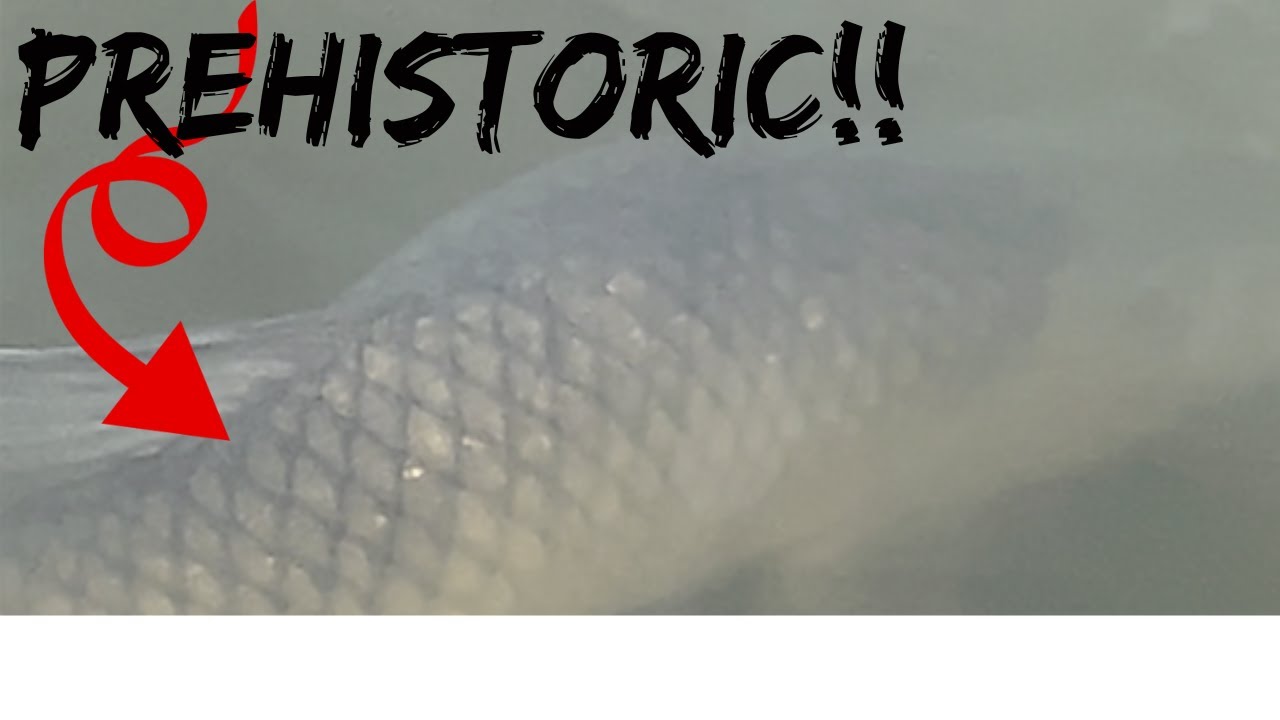 Prehistoric Monster Fish Sighting - Watch IN AWE! - YouTube