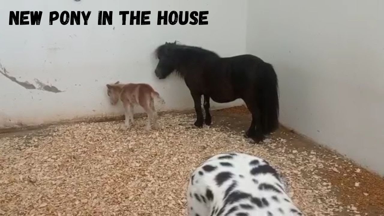 New Pony in the house|| Cute and Funny Horse Video - YouTube