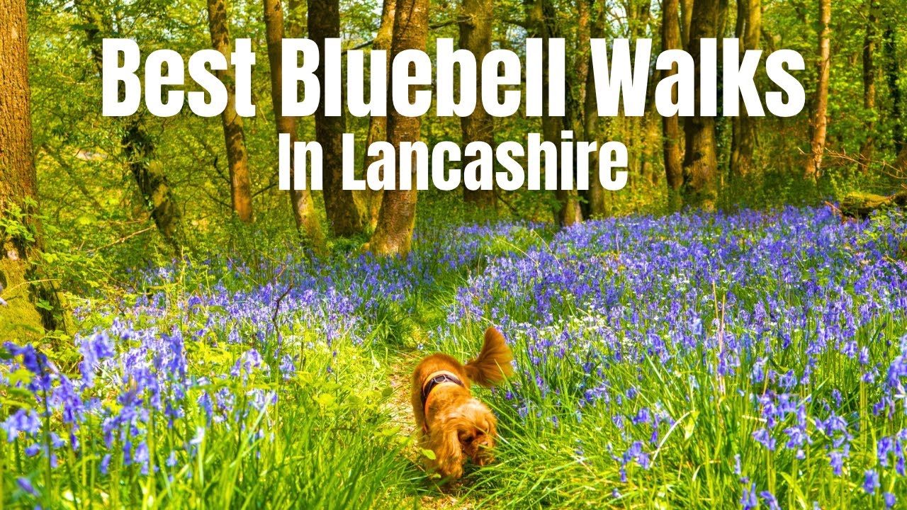 Best Bluebell Photography Walks in Lancashire - YouTube