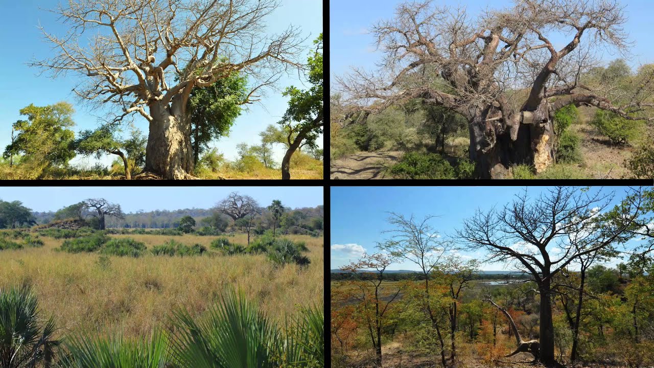 SA Ramsar - Makuleke - YouTube