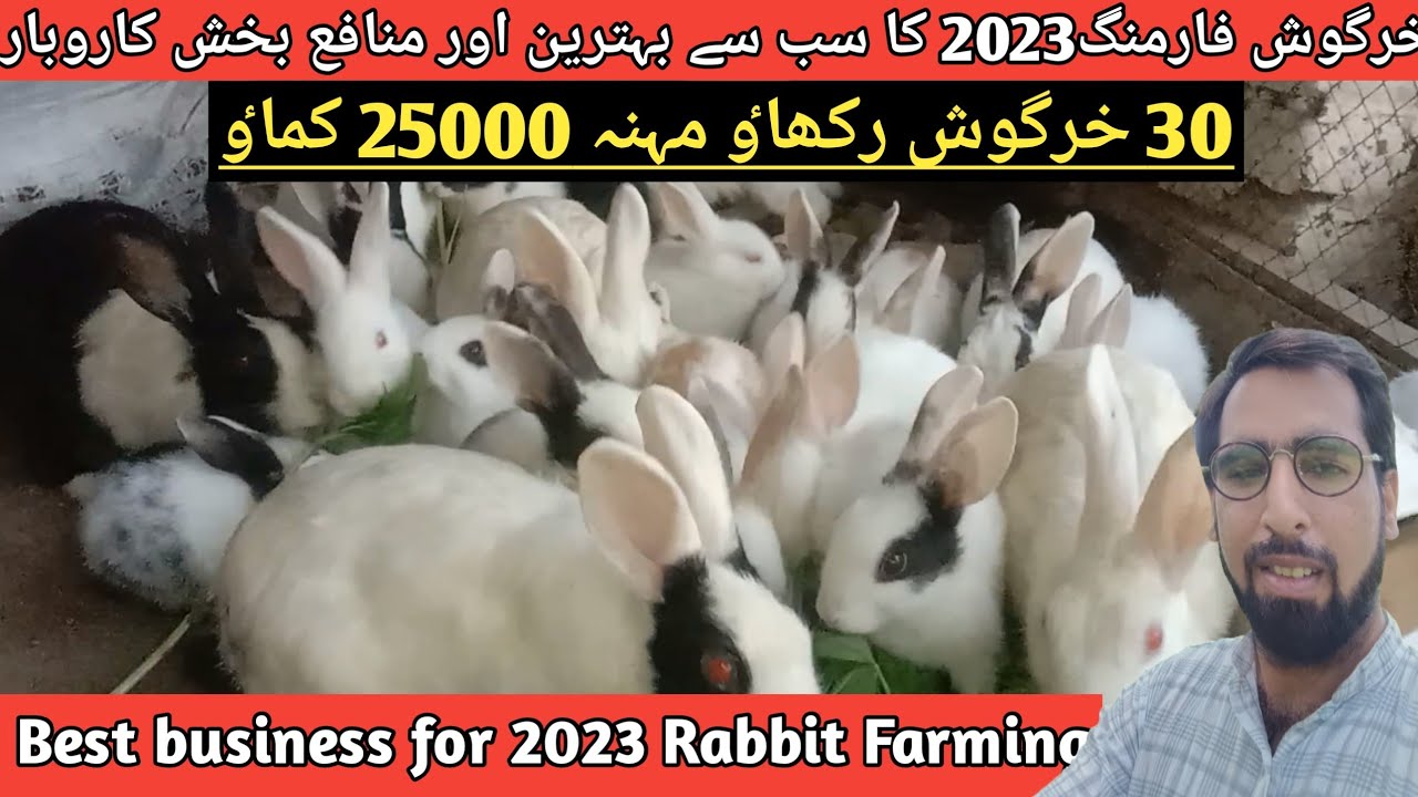 rabbit farming in pakistan | rabbit farming in india | rabbit videos ...
