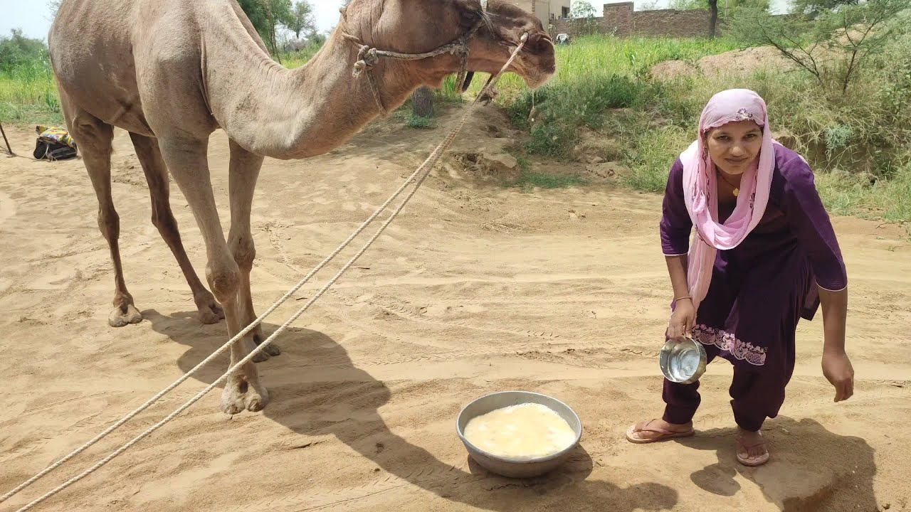 My sister fed gram flour with water to the camel. - YouTube