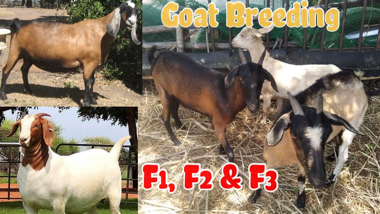 How to Breed Goats //Goat Farming Plan // Selecting Goat Breed - YouTube