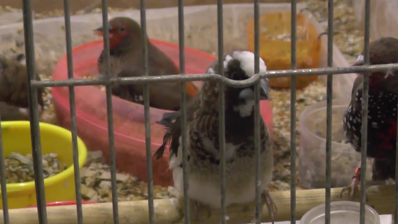 Painted Firetail Finches mimicking Society Finch Cock - C26 foster ...