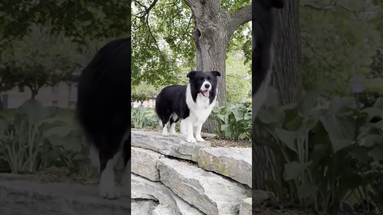 Toby Dog Feelin the Funk - YouTube