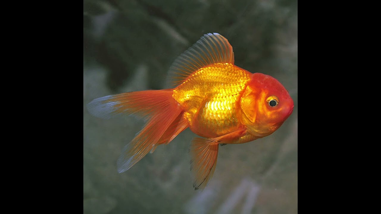 oranda types - YouTube