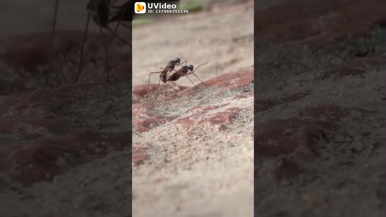 ant reproduction - YouTube