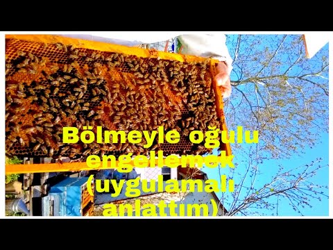 Ogula giden arıyı nasıl engelleriz uygulamalı göstermeli anlatım ne fayda