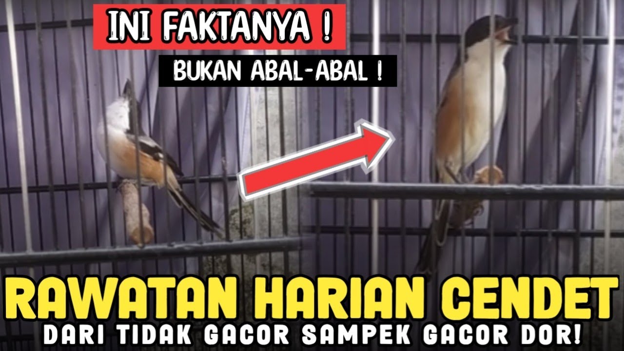 CARA MERAWAT HARIAN BURUNG CENDET UNTUK PEMULA DARI USIA MUDA SAMPAI ...