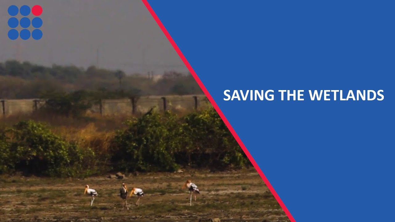 Saving the Wetlands - YouTube