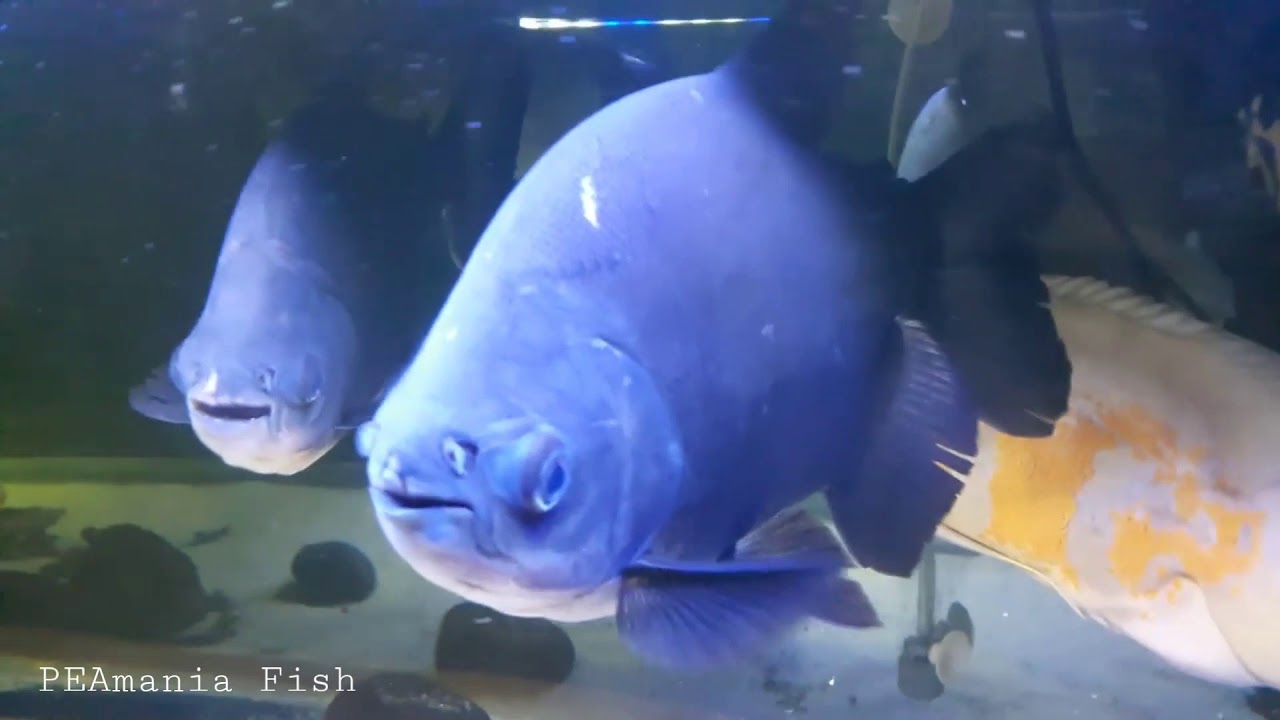 black pacu ikan bawal dari amazon yang mempesona - YouTube