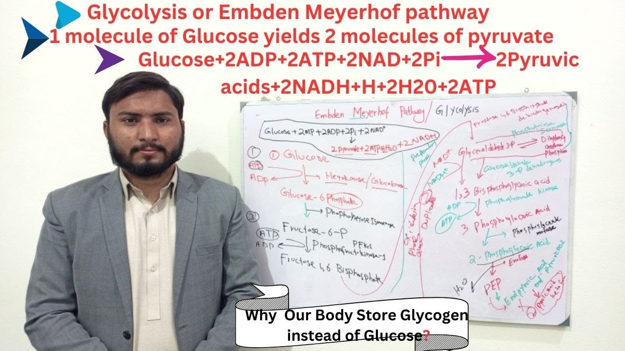 Glycolysis Pathway| Glycolytic pathway| Embden Meyerhof pathway ...