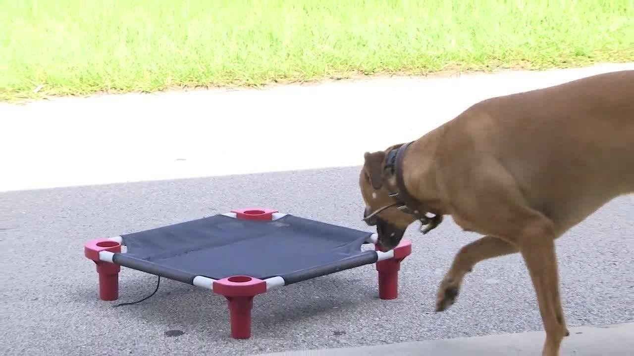 Sit Happens: Dog Training - YouTube