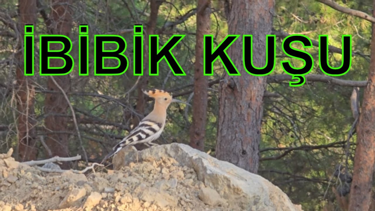 İbibik Kuşu ( Hoopoe Bird ) - YouTube