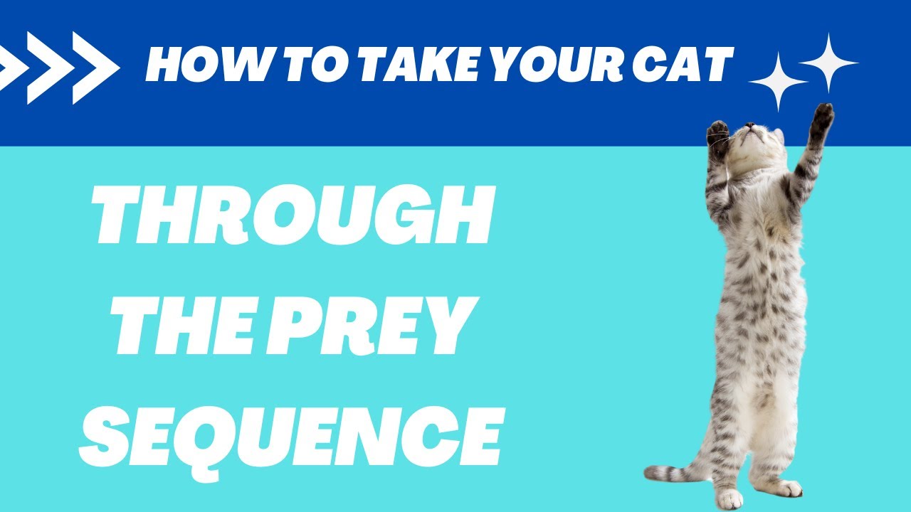 Taking Your Cat Through the Prey Sequence Through Play - YouTube
