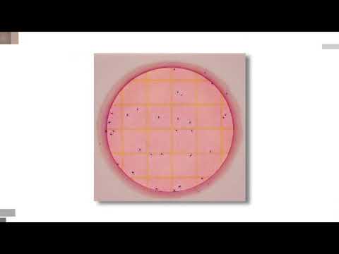 3M Petrifilm E coli Coliform Count Plate - YouTube