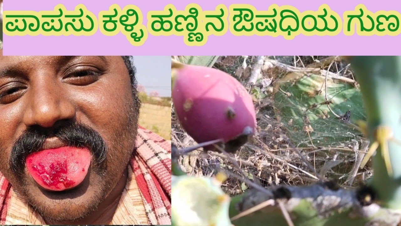 ಪಾಪಸು ಕಳ್ಳಿ/ಡಬ್ಬುಗಳ್ಳಿ ಹಣ್ಣು/Prickly pear Fruit/Health Benefits of ...