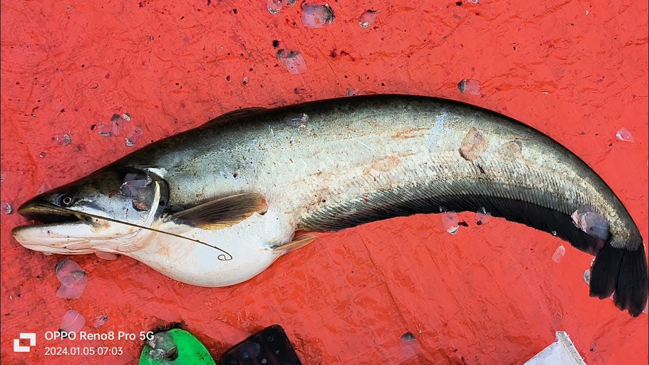 Amazing Monster Wallago Attu Catfish Cutting In Bangladesh | Boal Fish ...