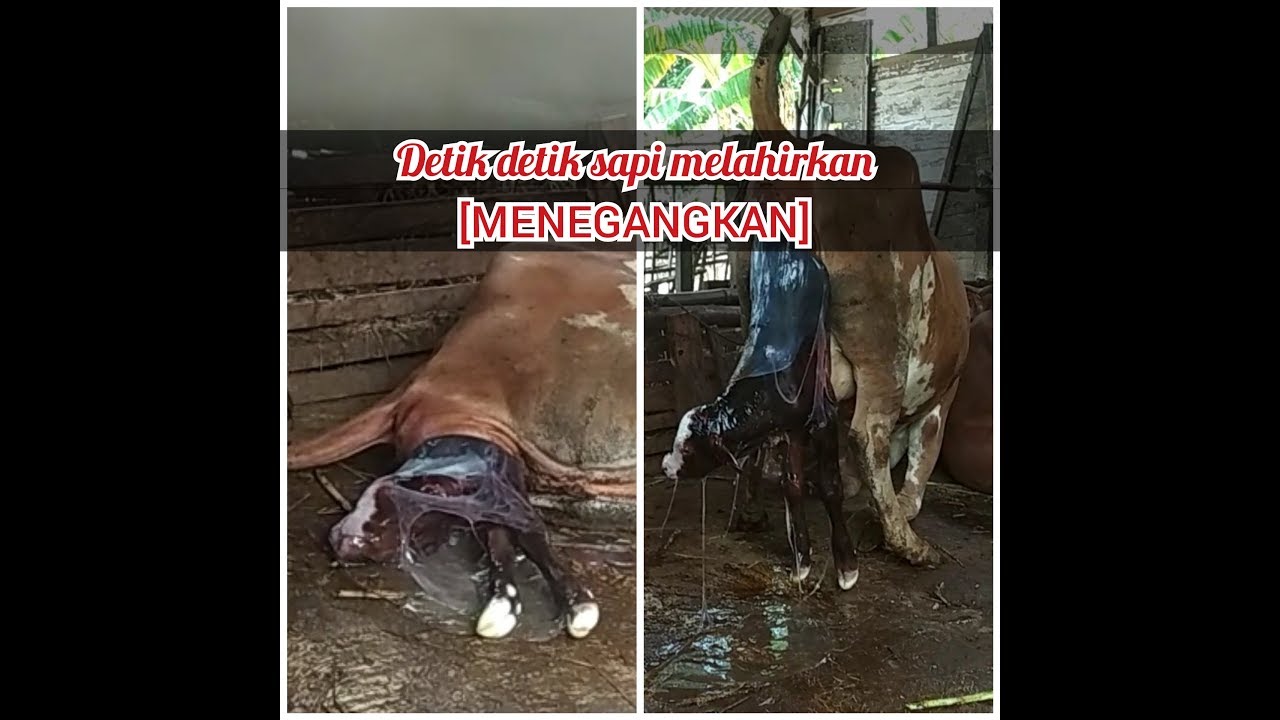 Sapi Melahirkan Dengan Setengah Berdiri [WAJIB DITONTON] - YouTube
