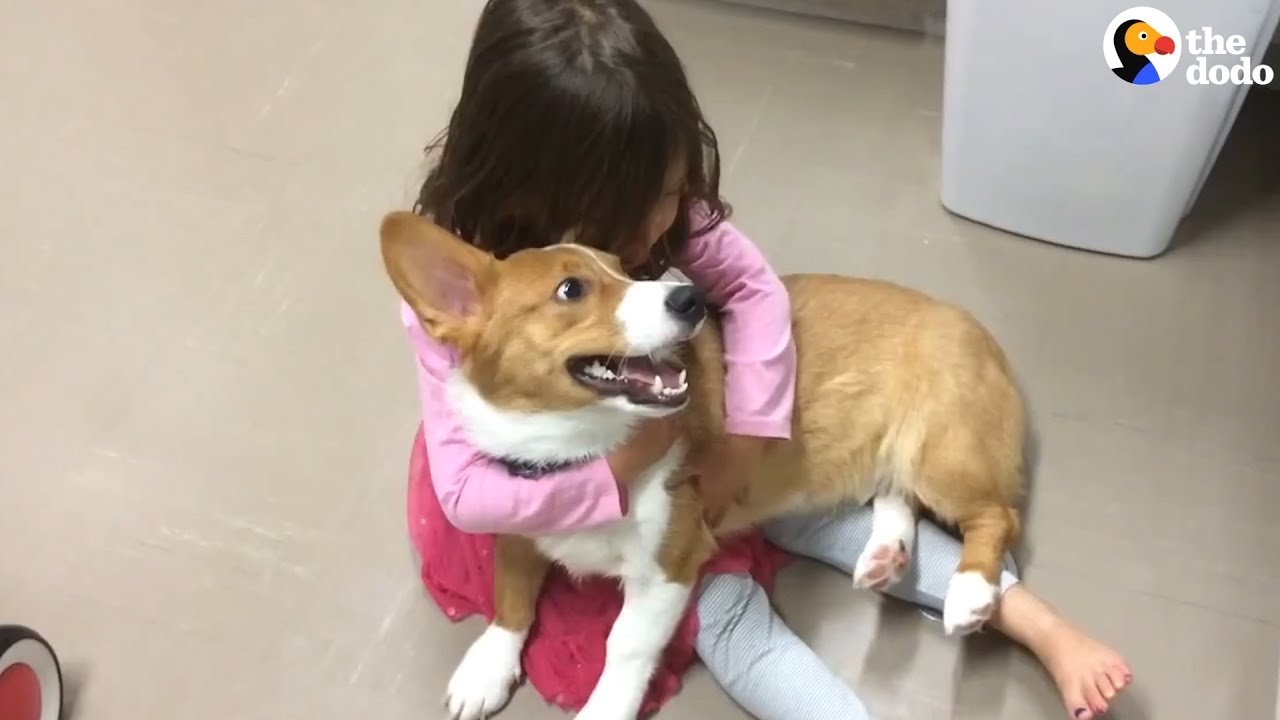 Crying Corgi
