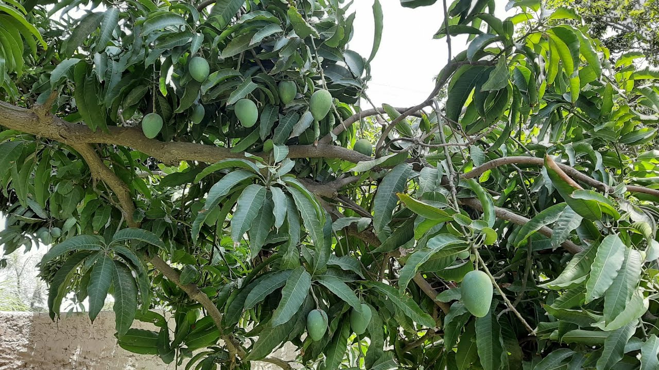 Amli - Aam ka Bagh - The most famous fruit garden in Pakistan - Kerry ...