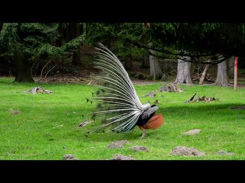 Peacock Free Video| Nocopyright Video| Download free Video | Freevideo nocopyright