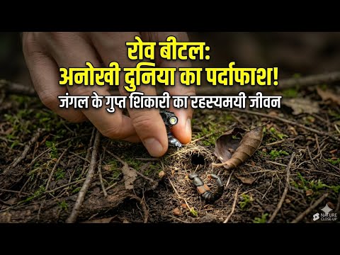 Rove Beetle ka Dangerous Lifestyle 😱🐞#video 