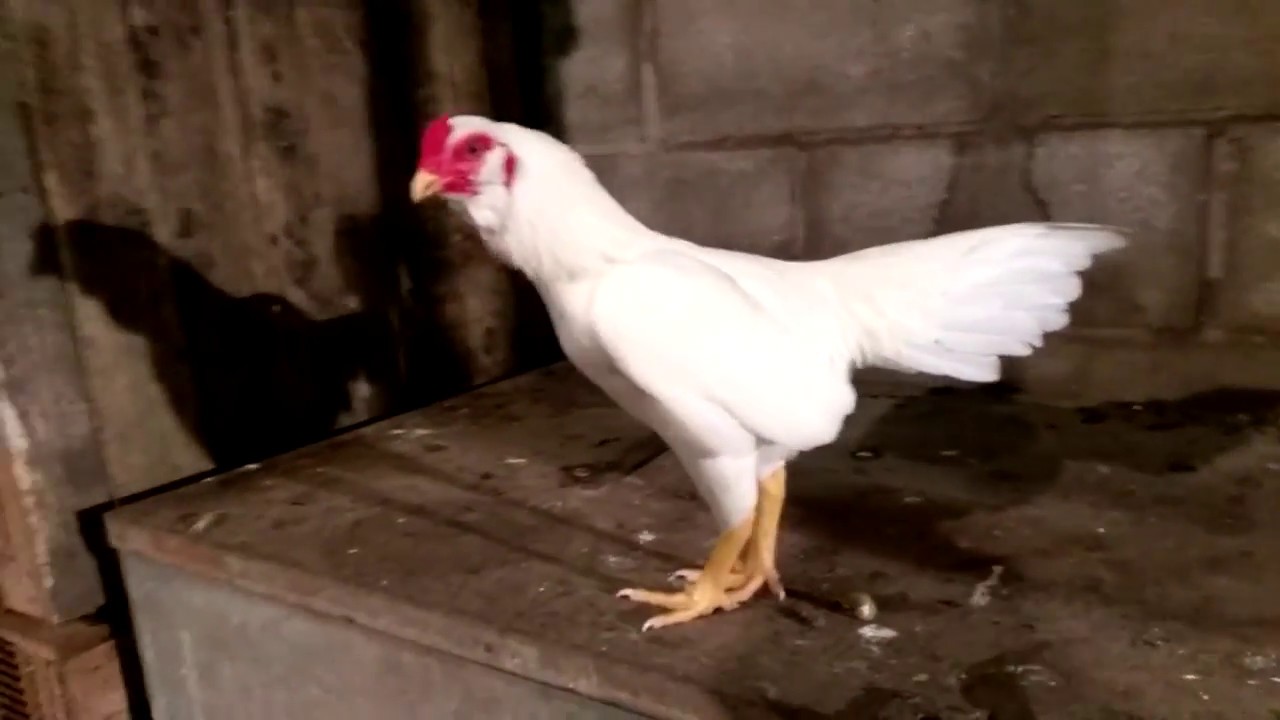 BANTAM ASIL PROJEKT - YouTube