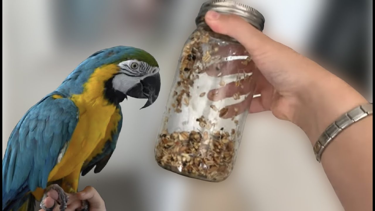 How To Sprout Seeds For Parrots || A Parrots Diet - YouTube