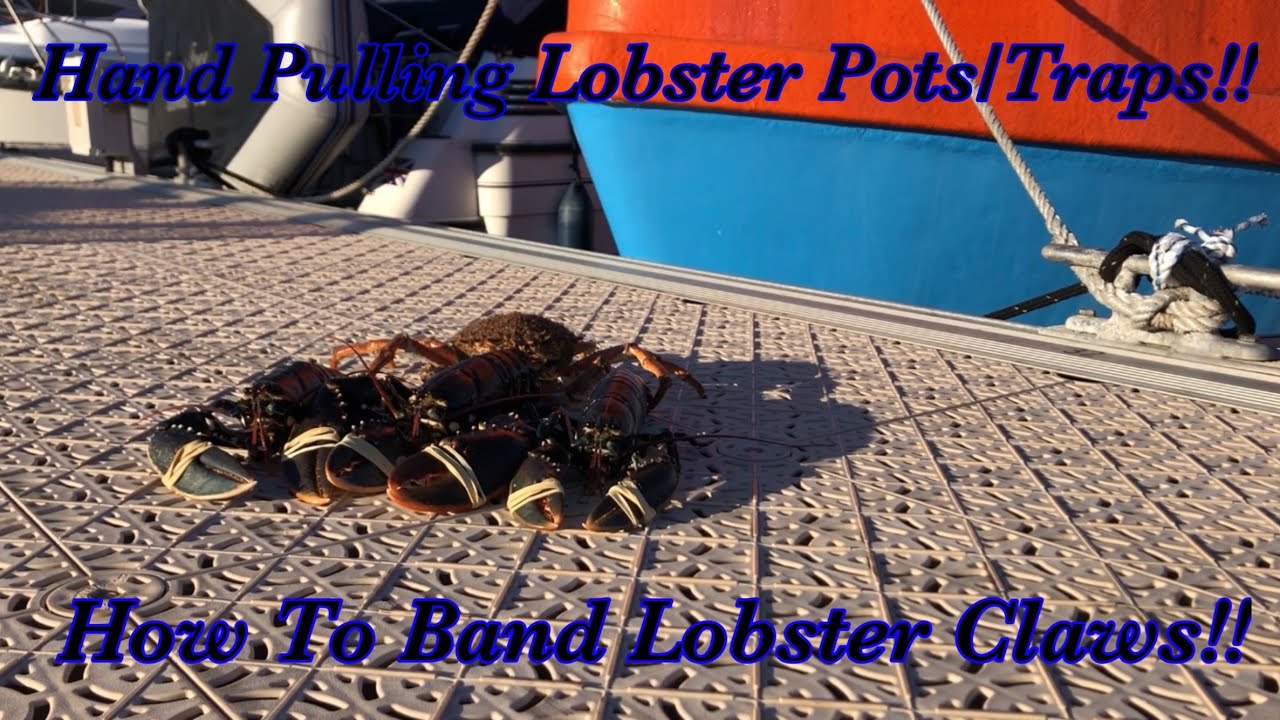 Lobster Fishing And How To Band Lobster Claws!! 🦞🦀🇬🇬 - YouTube